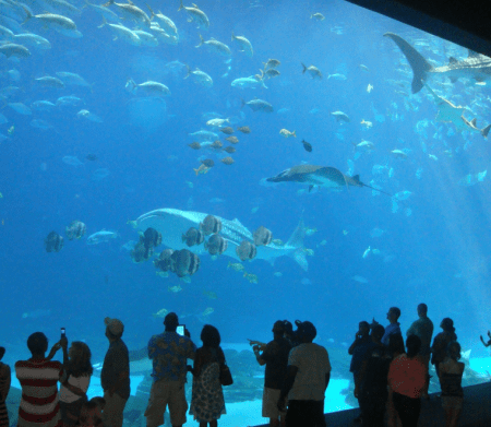A Beautiful Blue Planet Aquarium: Presenting Its Enchanting History ...